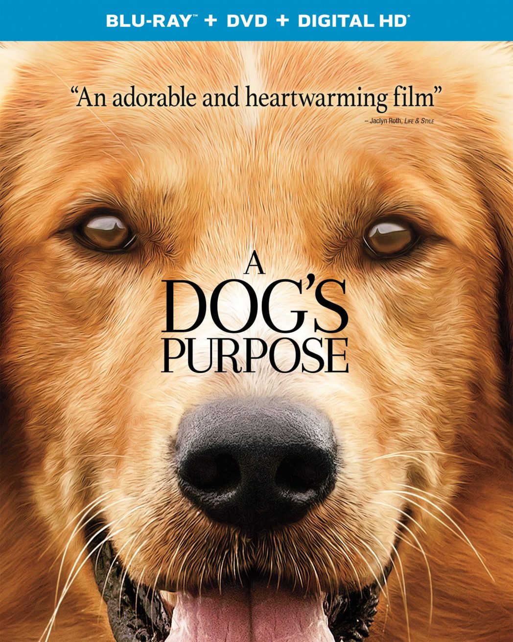 A Dog s Journey Available NOW On DVD The Mommyhood Chronicles A Dog s Journey Available NOW On DVD The Mommyhood Chronicles